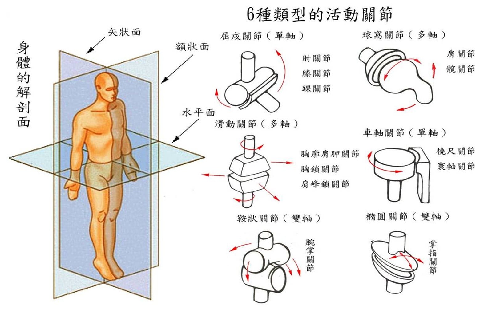 关节种类与运动方向 – BikeLab单车实验室